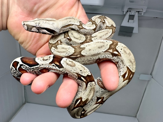Suriname Female True Red-Tailed Boa Constrictor by Good Guy Reptile Family
