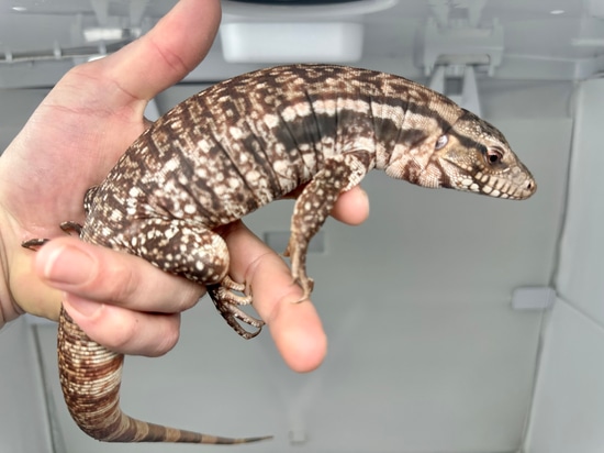 Red Tegu Female Argentine Tegus by Good Guy Reptile Family