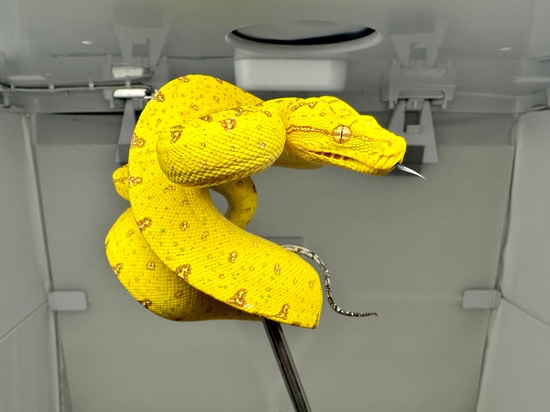 Holding Yellow Yearling :) Green Tree Python by Good Guy Reptile Family