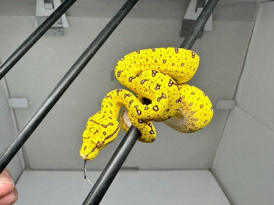 Yellow Biak Green Tree Python by Good Guy Reptile Family