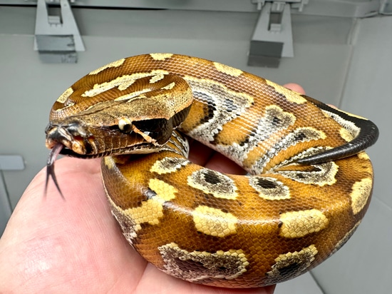 Red Blood (Brongersmai) Blood Python by Good Guy Reptile Family