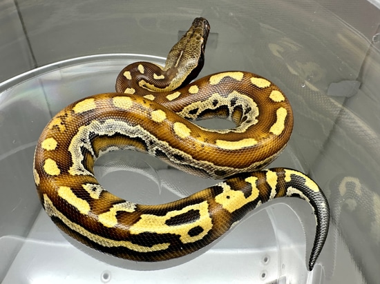 Red Blood Python by Good Guy Reptile Family