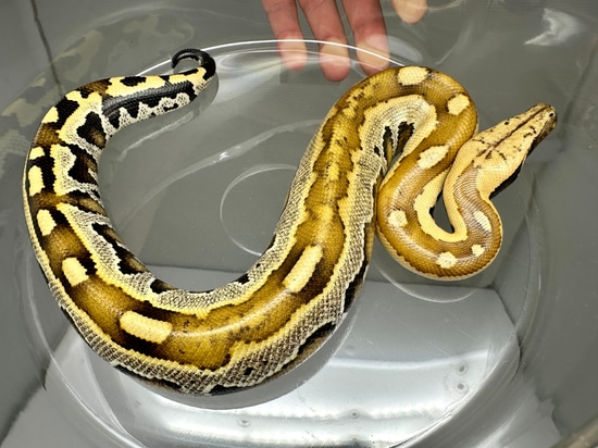 Red Blood Python (Brongersmai) by Good Guy Reptile Family