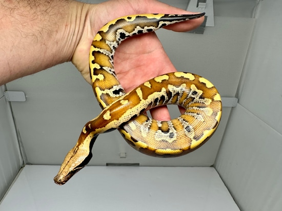 Red Blood Python (Brongersmai) by Good Guy Reptile Family