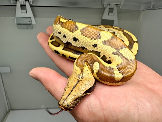 Red Blood Python (Brongersmai) by Good Guy Reptile Family