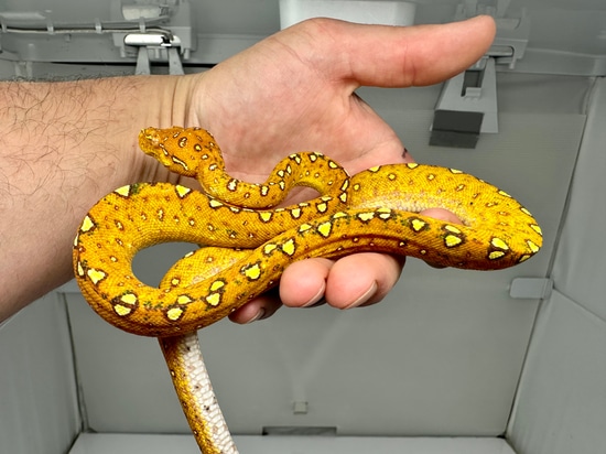 Red Biak Green Tree Python by Good Guy Reptile Family