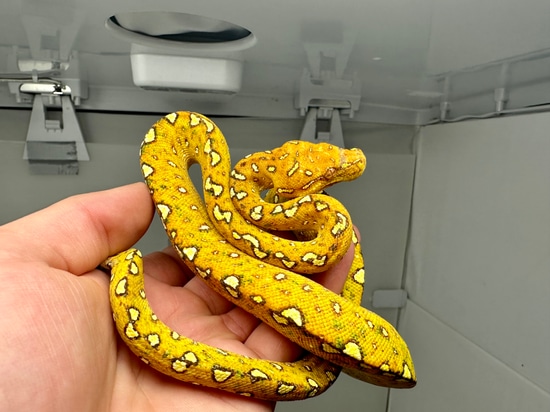 Red Biak Green Tree Python by Good Guy Reptile Family