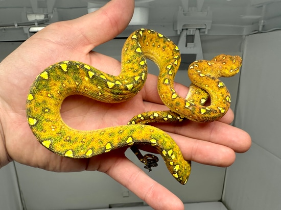 Red Biak Green Tree Python by Good Guy Reptile Family