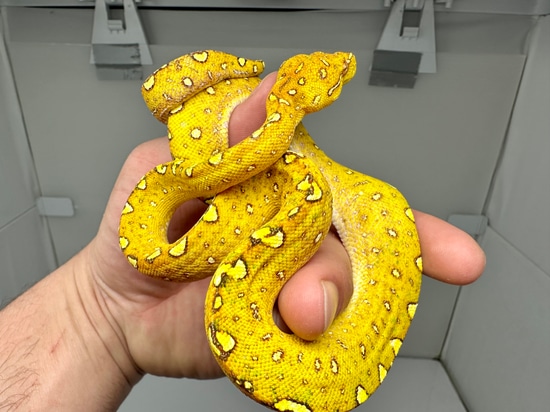 Red Biak Green Tree Python by Good Guy Reptile Family