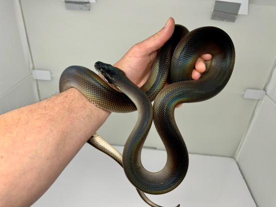 PAIR~Southern White Lip Pythons White-Lipped Python by Good Guy Reptile Family