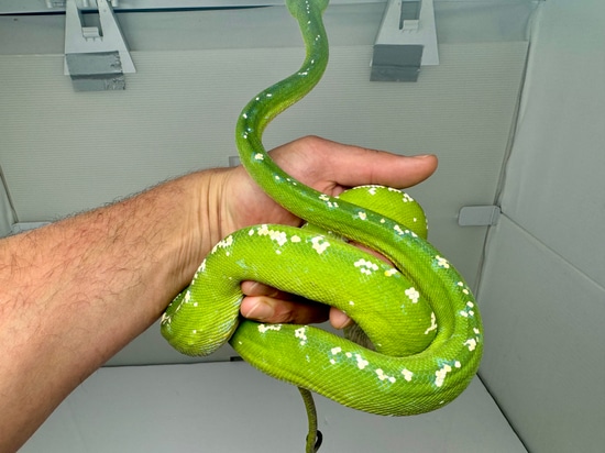 Aru (Nice!) Green Tree Python by Good Guy Reptile Family