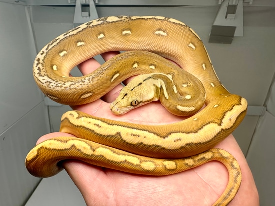 Orange Ghost Stripe Sunfire Reticulated Python by Good Guy Reptile Family