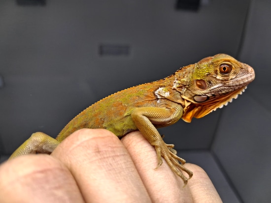 Crimson Sunburst Zero Green Iguana by Good Guy Reptile Family
