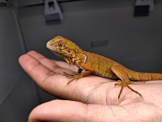 Crimson Sunburst Zero Green Iguana by Good Guy Reptile Family