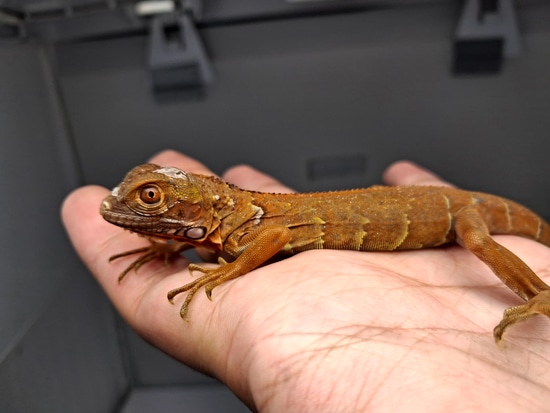Crimson Sunburst Zero Green Iguana by Good Guy Reptile Family