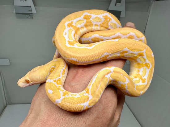 White Phase Albino Tiger Reticulated Python by Good Guy Reptile Family