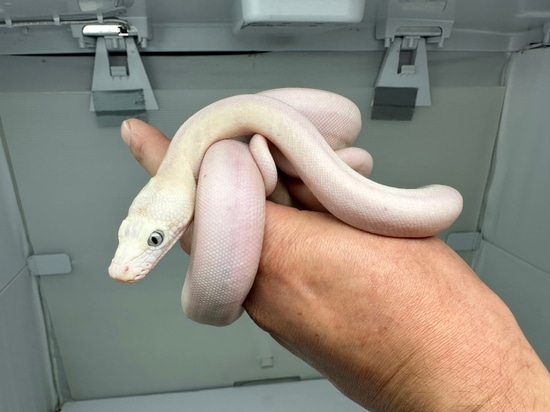 Golden Child Cow Reticulated Python by Good Guy Reptile Family