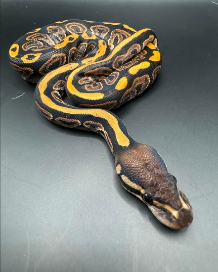 Black Nightmare Vanilla Het Orange Ghost Ball Python by DNA Morphs