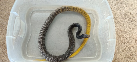 2017 CB Suriname Yellow Tail Cribo Cribo & Indigo Snakes by Jays forest ...