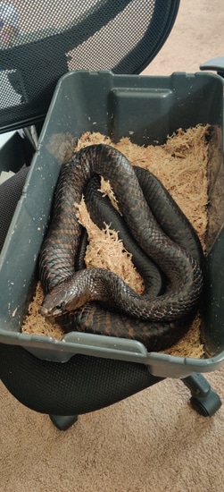 Texas Indigo Snake Cribo & Indigo Snakes by Jays forest scale