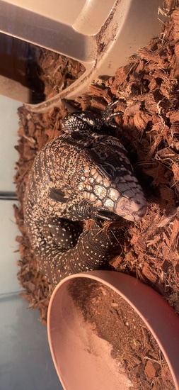 2 Year Old Argentine Tegus by Lainy’s reptiles