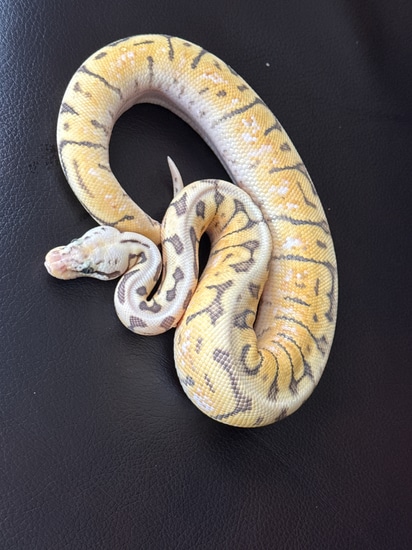Killerbee Dhet Clown VPI Axanthic Ball Python by TruckerBullyKennels-Retiles