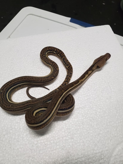 Anthrax Tiger Reticulated Python by TamDom Reptiles