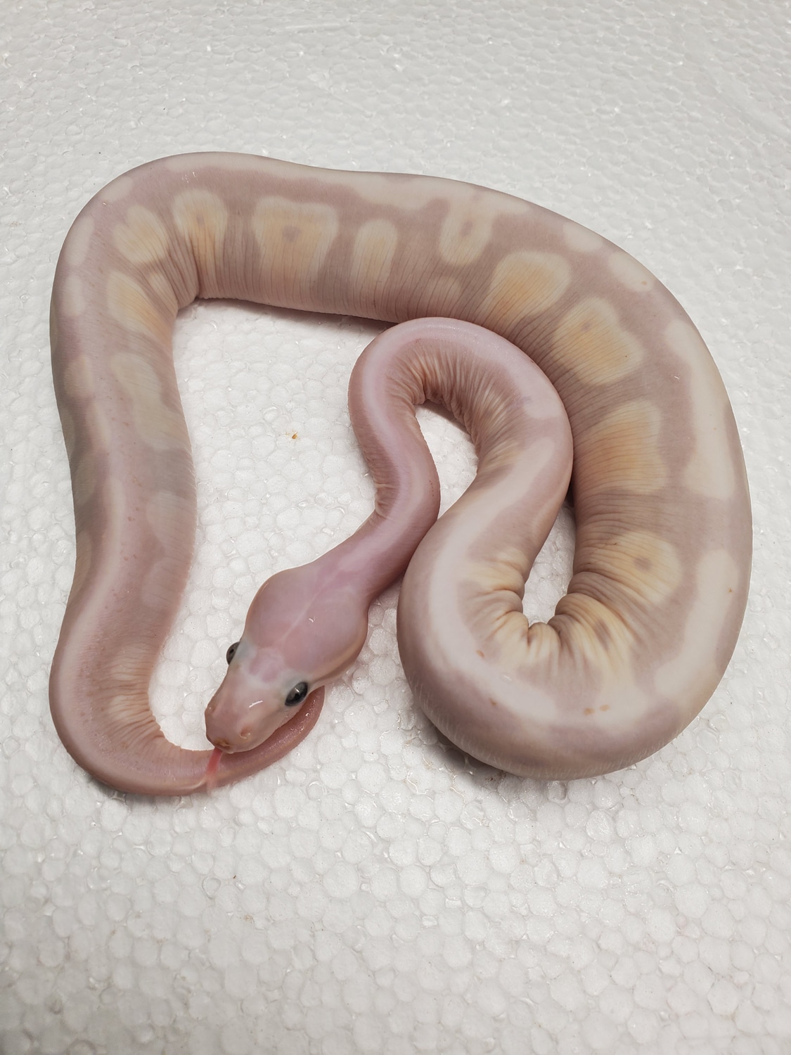 Scaleless Banana Mojave Ball Python by TamDom Reptiles - MorphMarket