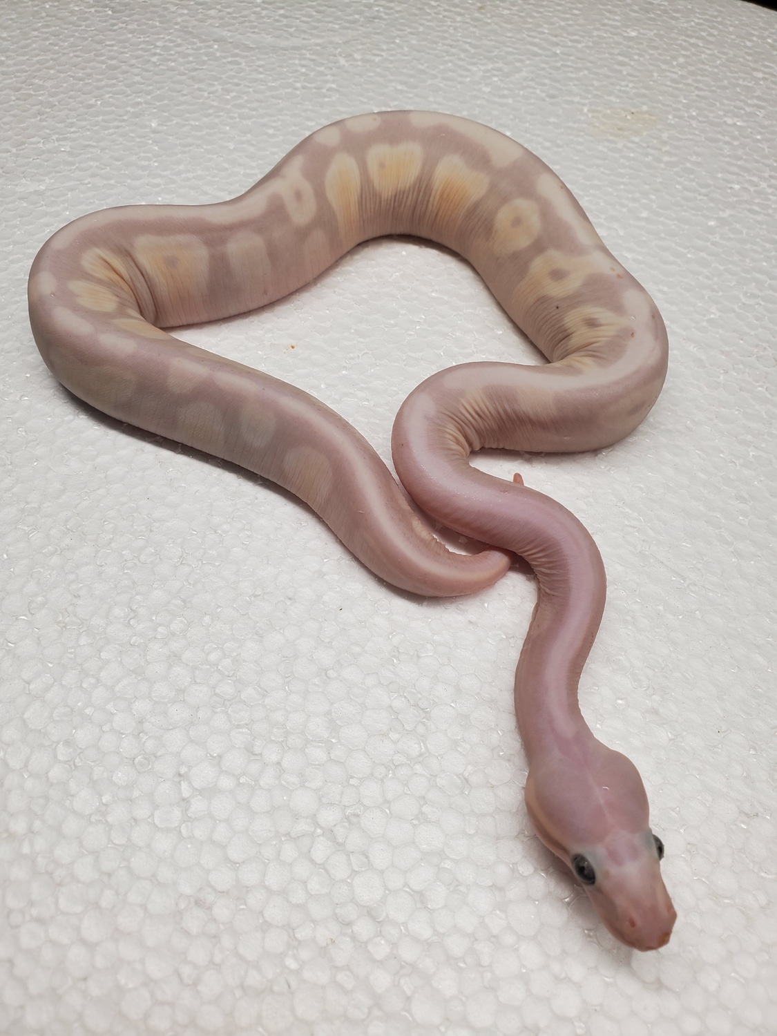 Scaleless Banana Mojave Ball Python by TamDom Reptiles - MorphMarket