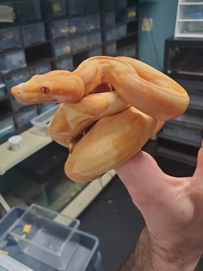 Sun Dragon Boa Constrictor by TamDom Reptiles