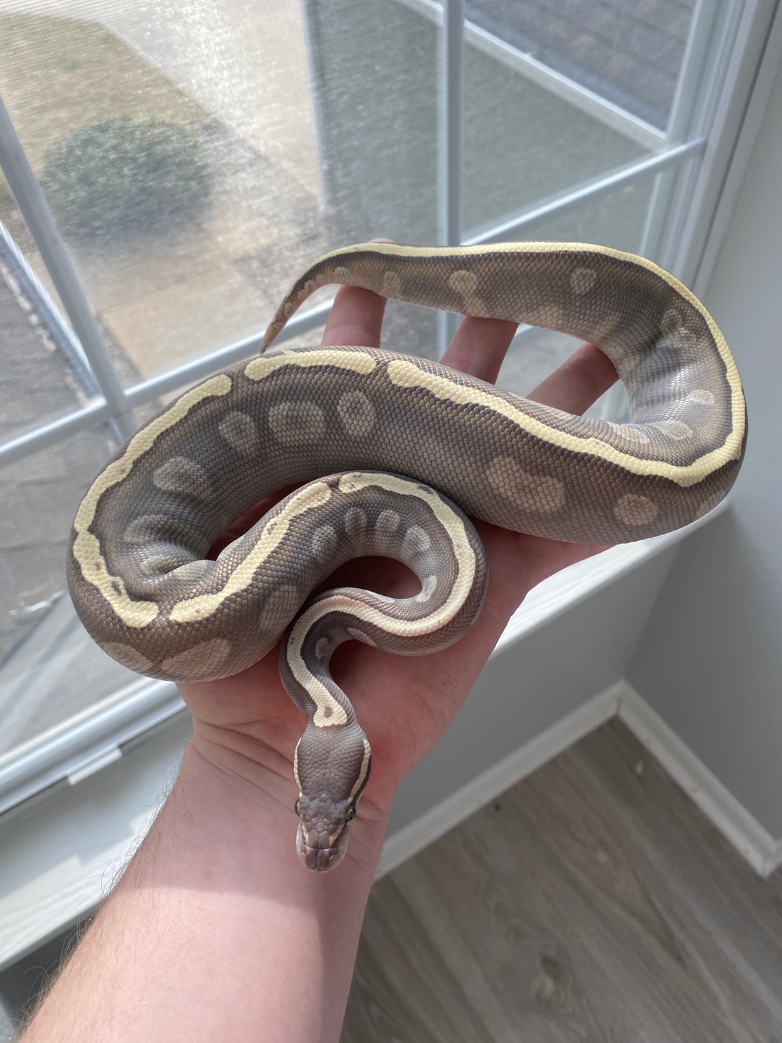 Butter GHI Hypo Poss Chocolate Ball Python by Ball Farm - MorphMarket