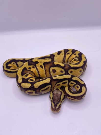 Enchi Firefly Het Hypo Clown Ball Python by Ball Farm