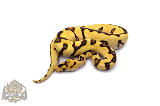 RTB Super Enchi Redstripe Spotnose DG Clown Ball Python by Ball Farm