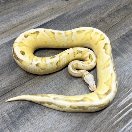 Ball Farm - MorphMarket