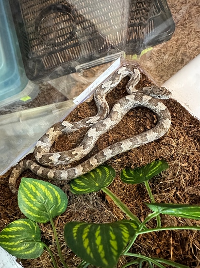 Gray Rat Snake - White Oaks Eastern Rat Snake by Ball Farm