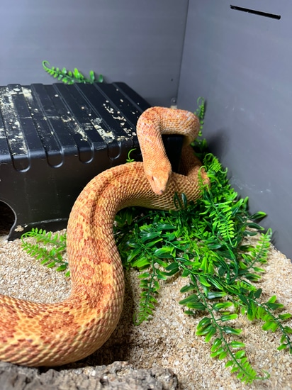 RED Albino Stillwater Hypo RTB Bullsnake by Ball Farm