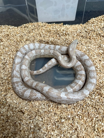 Ultramel Anery Het Hypo Het Lavender Corn Snake by Ball Farm