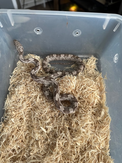 White Oaks Gray Rat Snake by Ball Farm