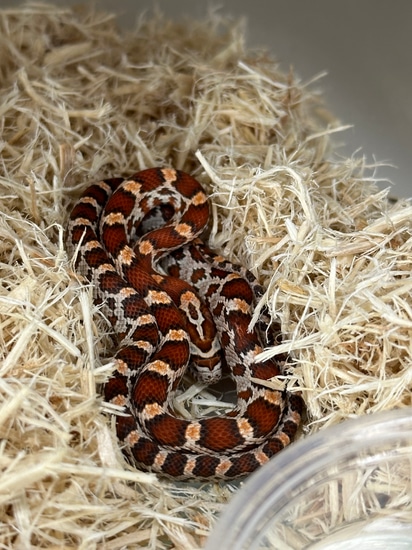 PAIR* Ultra Okeetee & Ultramel Okeetee Het Anery PH SK Cinder Hypo Lav ...