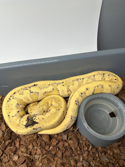 Stranger Coral Glow Leopard Het Clown Ball Python by Ball Farm