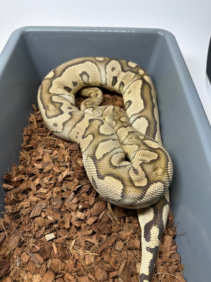 Fire Red Stripe Clown Ball Python by Ball Farm