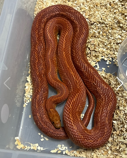 Red Factor Tessera Het Diffused Hypo Corn Snake by Ball Farm