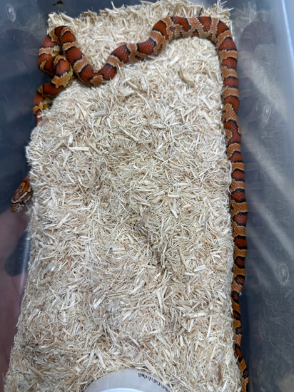 Het Red Zeppelin Corn Snake by Ball Farm