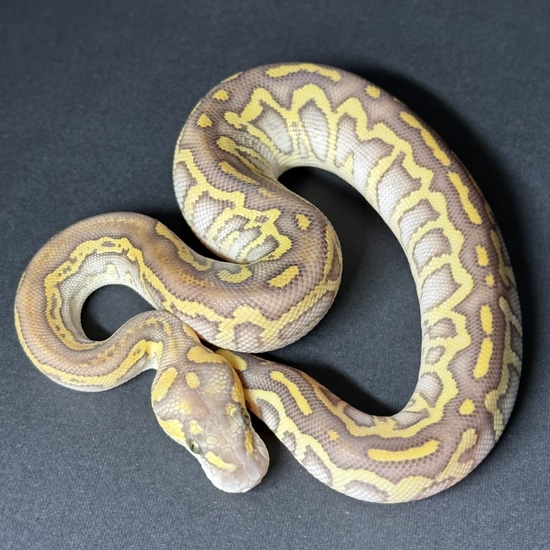 GHI Hurricane Lesser Leopard Clown Ball Python by Ball Farm