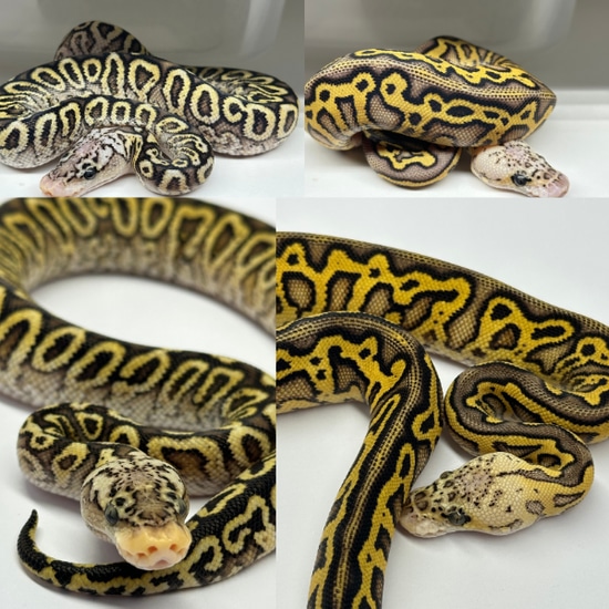 POWERFUL PAIR - Gene Packed Hurricane Clowns! Ball Python by Ball Farm