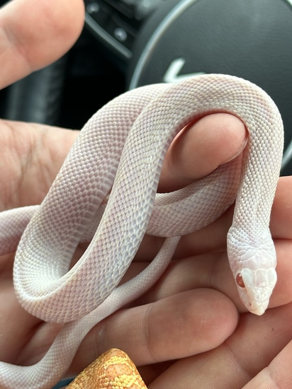 Snow Het Whiteside & Hypo 66% Het Patternless Bullsnake by Ball Farm