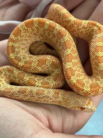 Trumbower Albino Het Axanthic Het Hypo Het White-Sided 66% Het ...