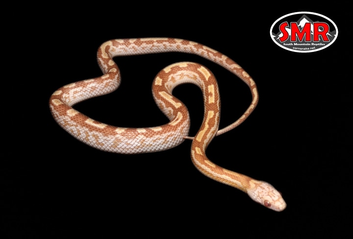 16" ♀ 2019 Butter Tessera Corn Snake by South Mountain Reptiles ...