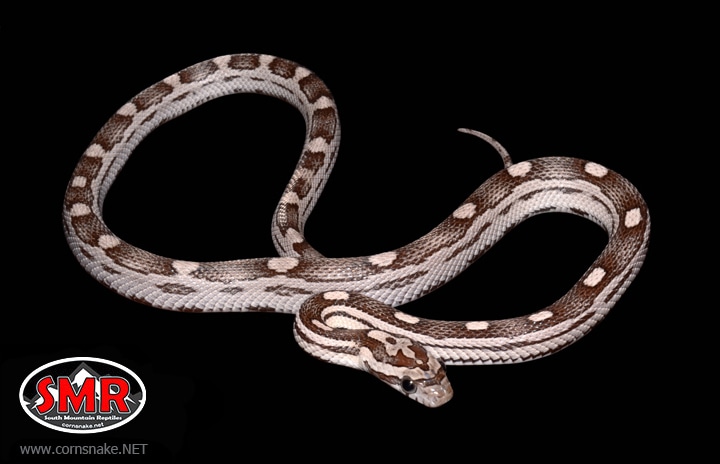 16" ♀ Hurricane Anery Motley Corn Snake by South Mountain Reptiles ...