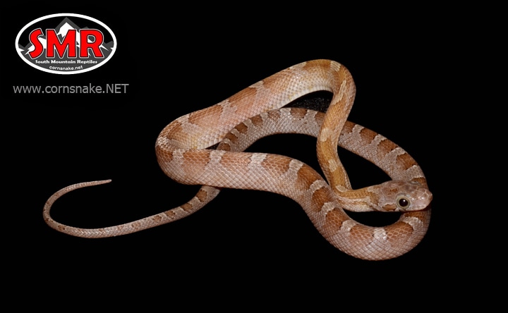 13" ♂ Caramel Keys Bloodred Corn Snake by South Mountain Reptiles ...